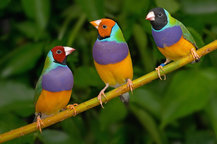 Diamant De Gould Couleur Rare