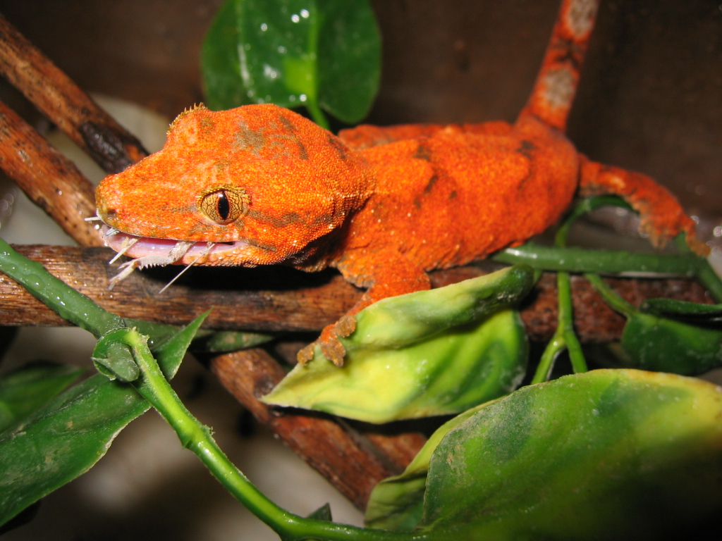 Le Gecko à Crête Ou Gecko à Cils Rhacodactylus Ciliatus Animogen