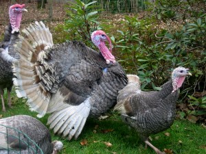 Dindes et dindons : quelles sont les races françaises ? | animOgen