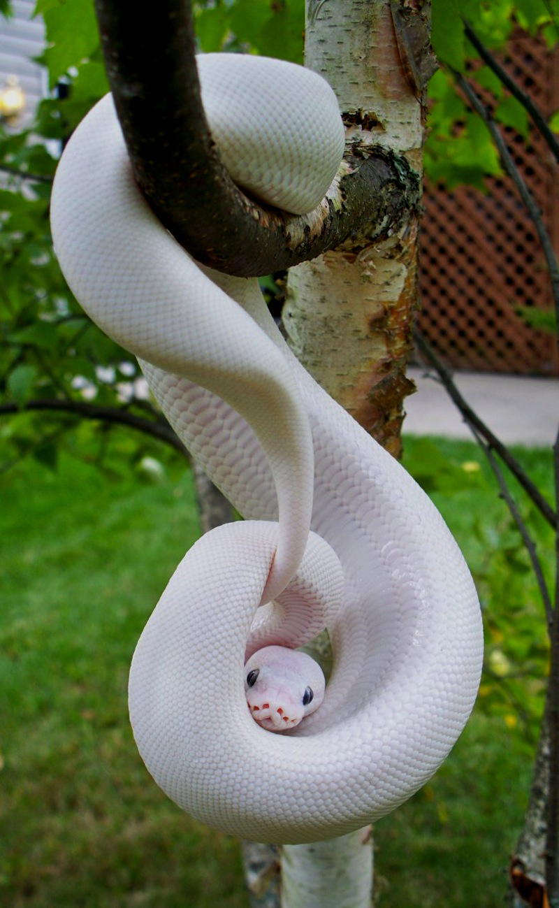 Phase du python royal (Python Regius) : Blue Eyed Leucistic, la beauté du diable | animOgen