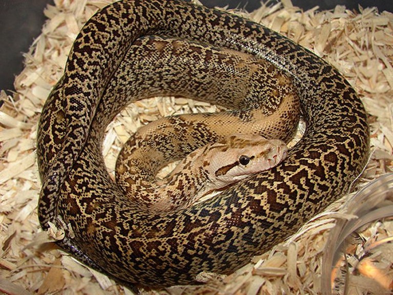 Le Python birman, ou Python de Birmanie (Python molurus bivittatus) | animOgen