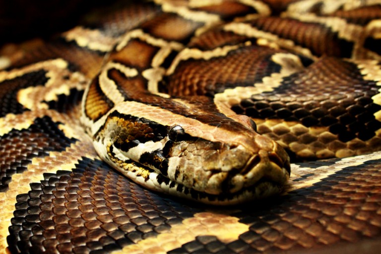 Le Python birman, ou Python de Birmanie (Python molurus bivittatus) | animOgen